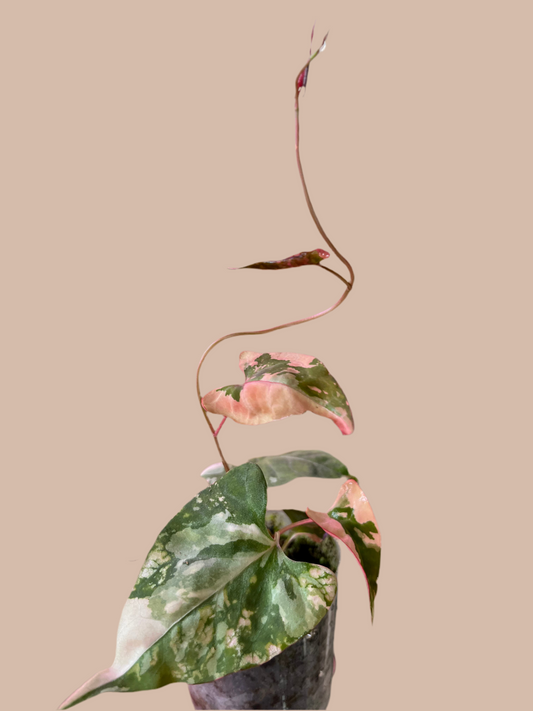 Online Rare Plant Shop in Grande Prairie, Alberta. – Plants and ...