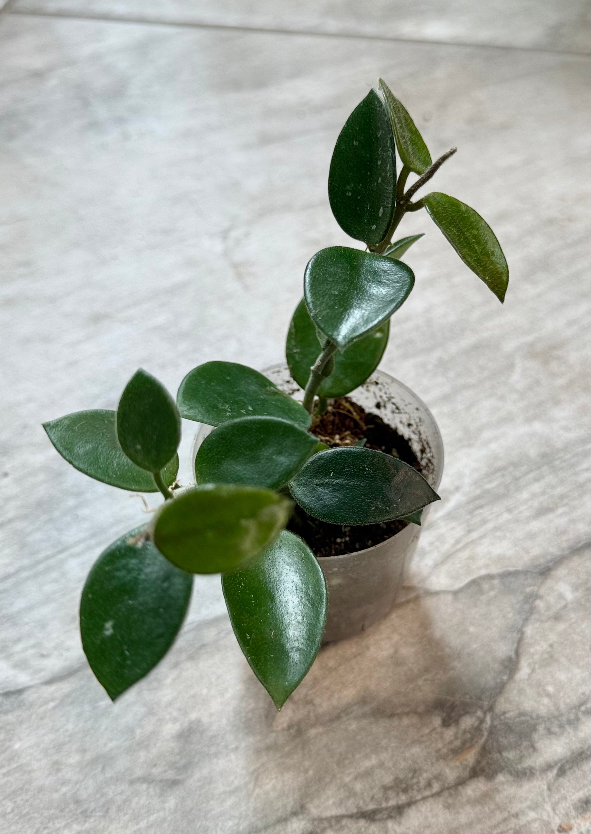 Hoya cv. Chouke – Plants and Glitters Inc.