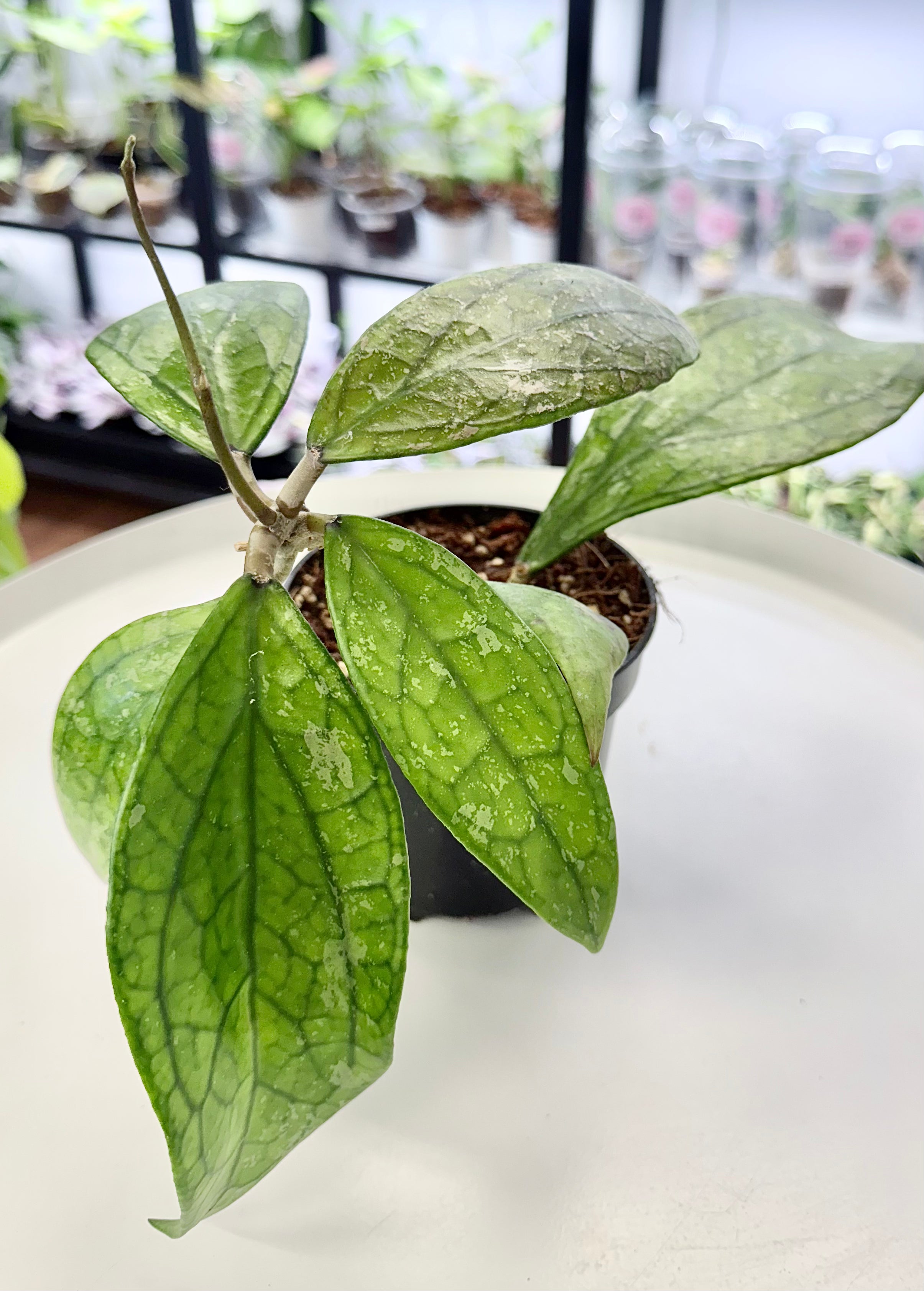Hoya sp. Germany – Plants and Glitters Inc.