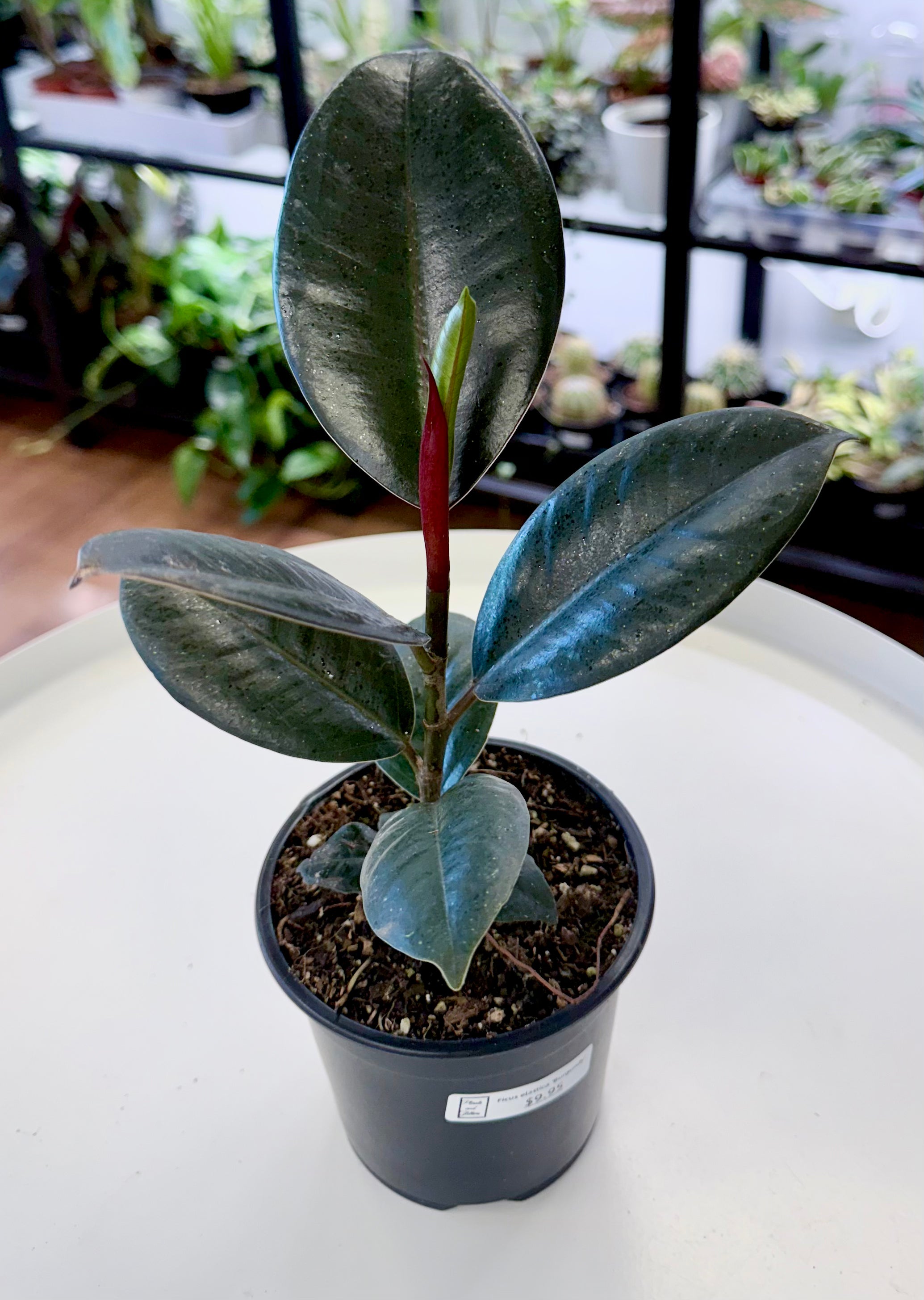 Ficus elastica ‘Burgundy’ 4” – Plants and Glitters Inc.